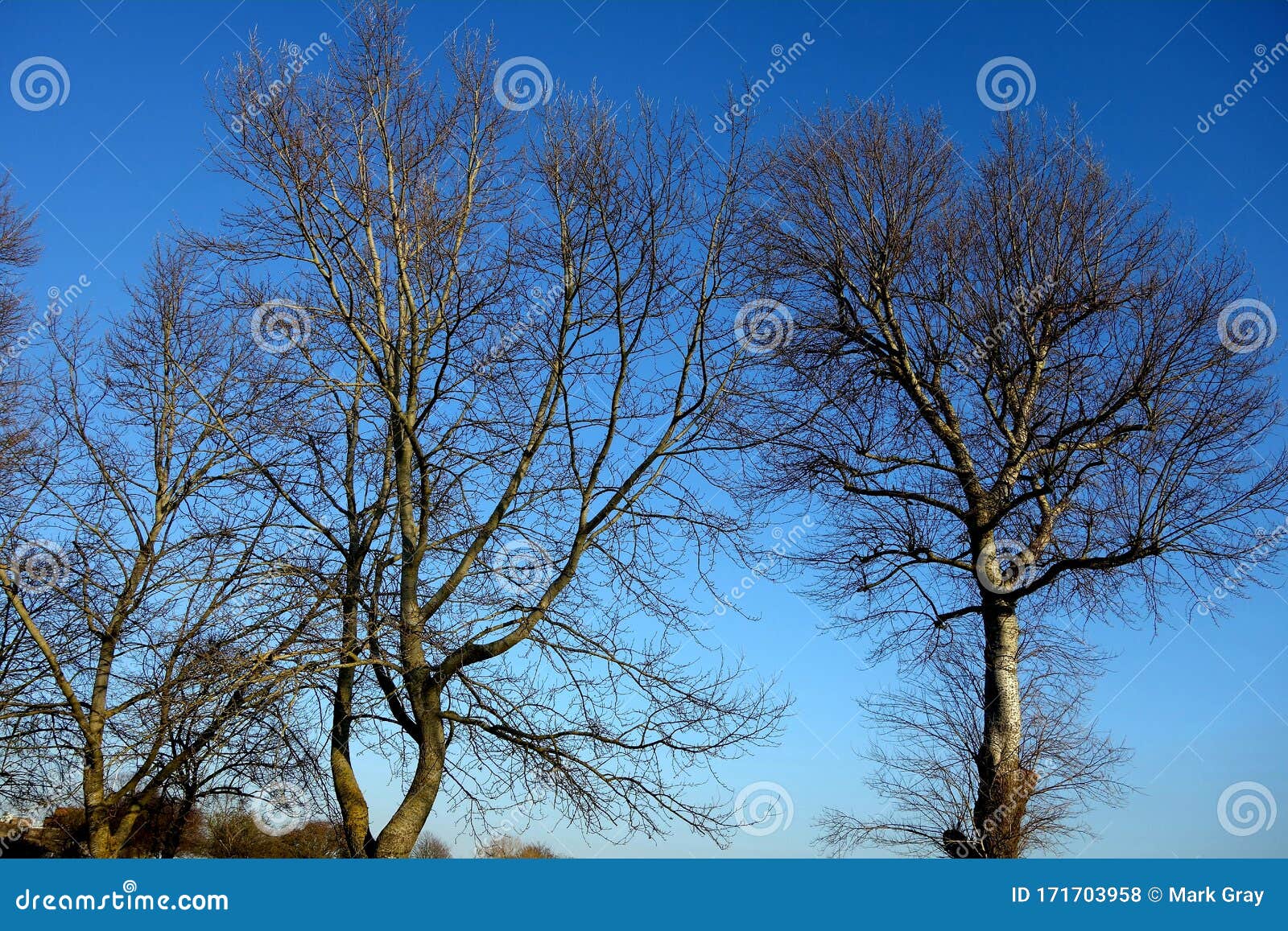 Sunlit Trees Under a Blue Sky Stock Photo - Image of trees, sunlit ...