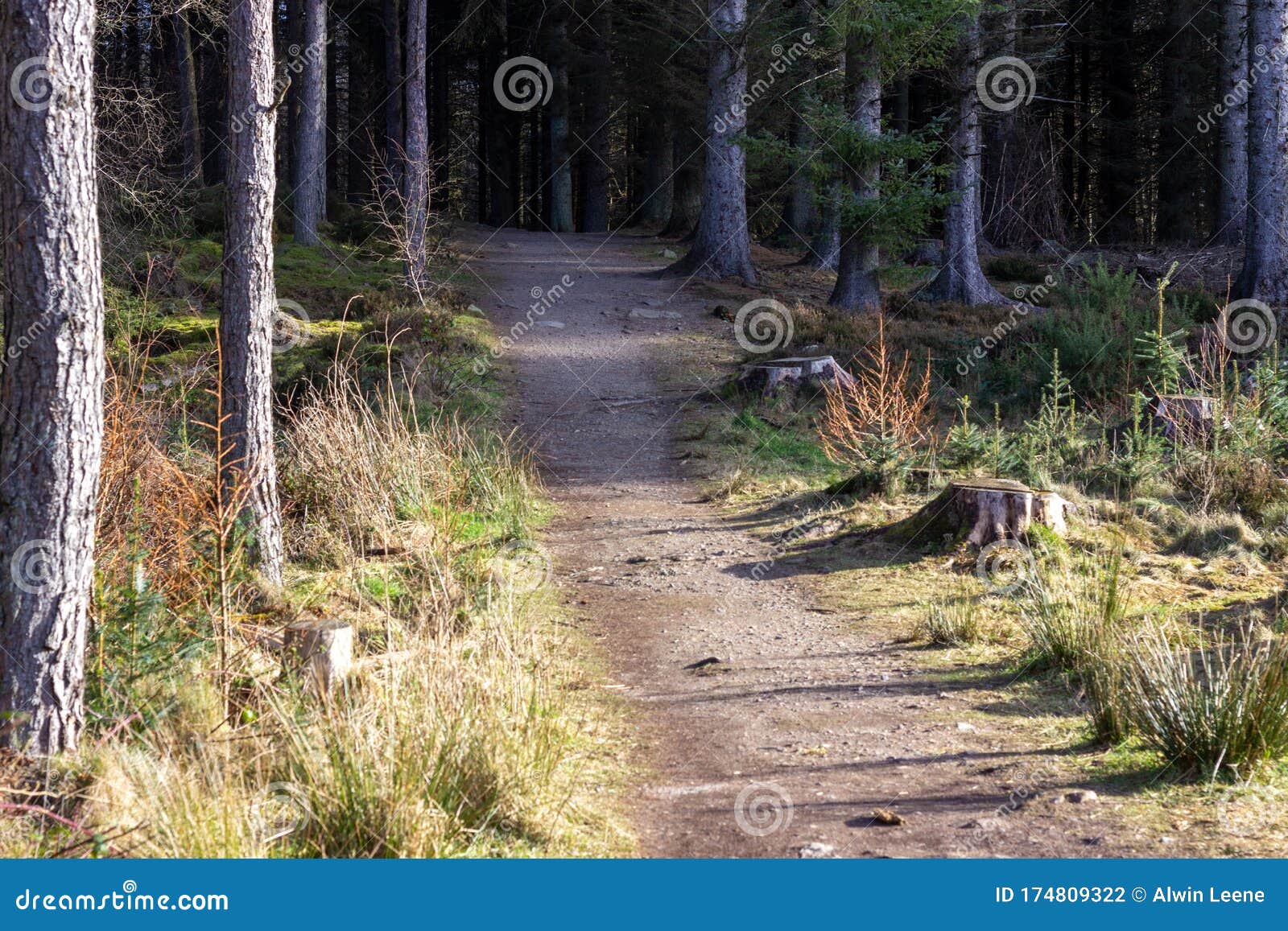 Sunlit Walking Path Amoung the Trees in Tyrebagger Forest Stock Photo ...