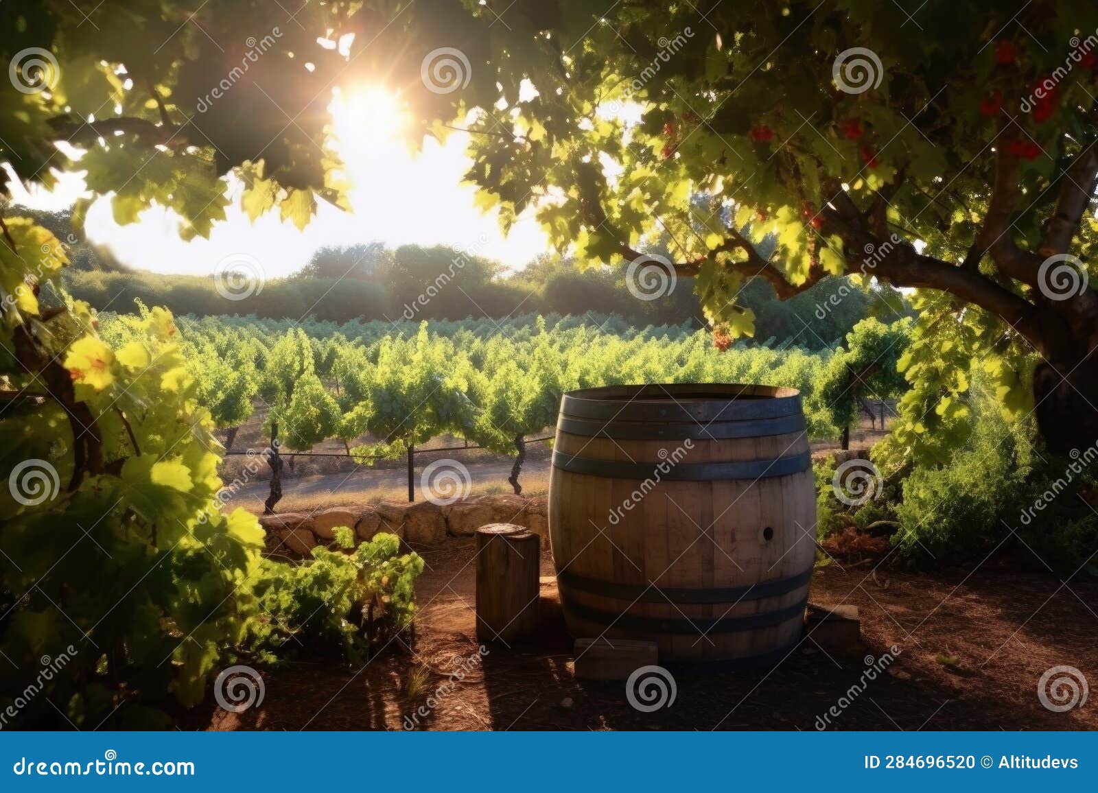 Sunlit Wooden Barrel in a Vineyard Setting Stock Photo - Image of grape ...