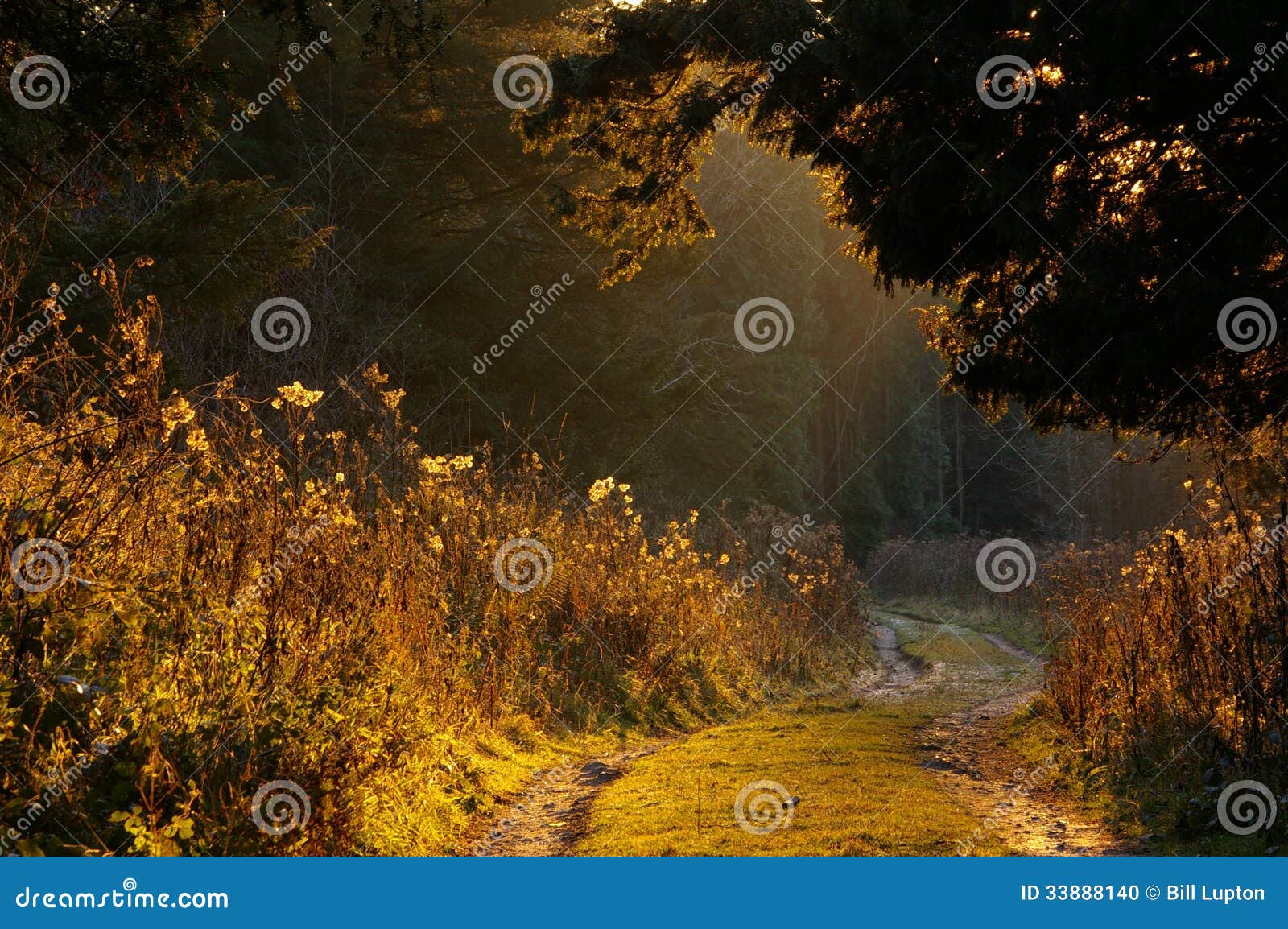 Sunlit woodland path stock photo. Image of abstract, autumn - 33888140