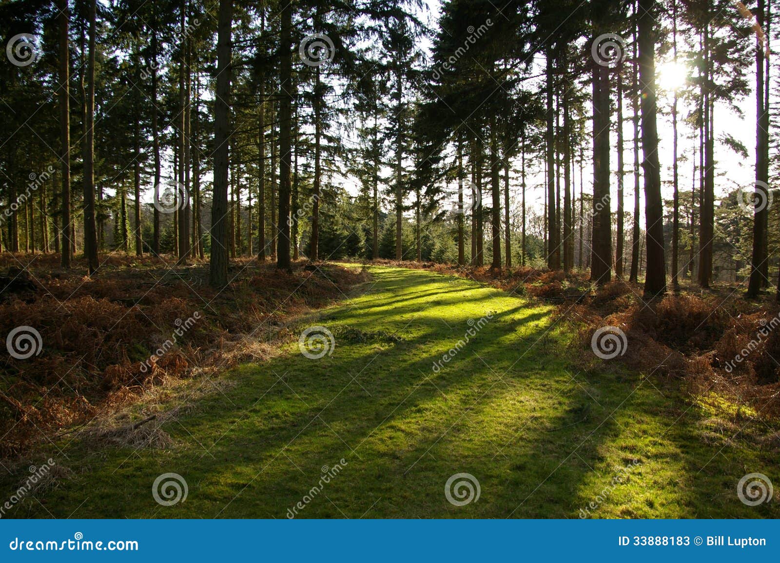Sunlit woodland path stock image. Image of religion, autumn - 33888183