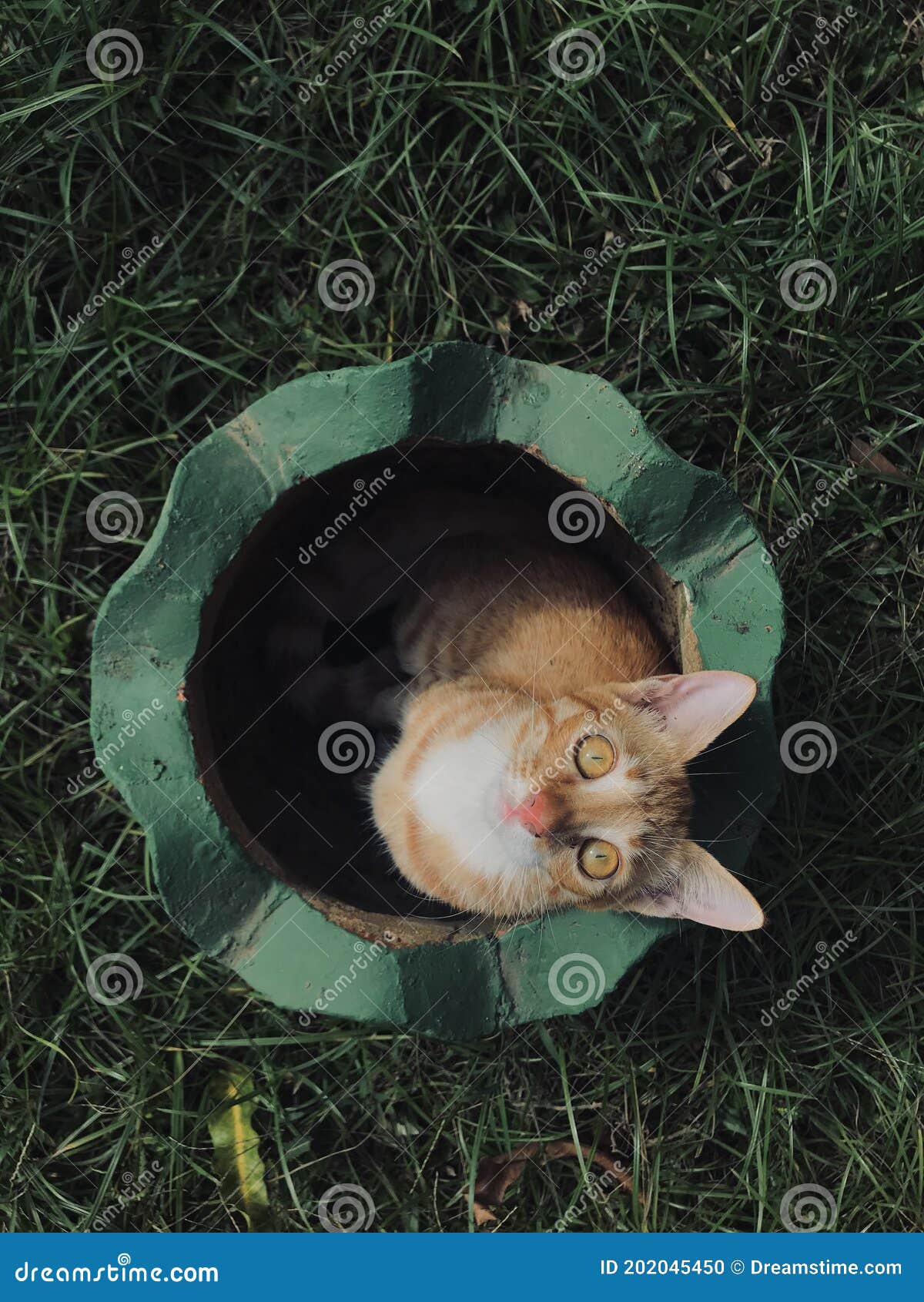 Sunmori Cat Stock Photos - Free & Royalty-Free Stock Photos from Dreamstime