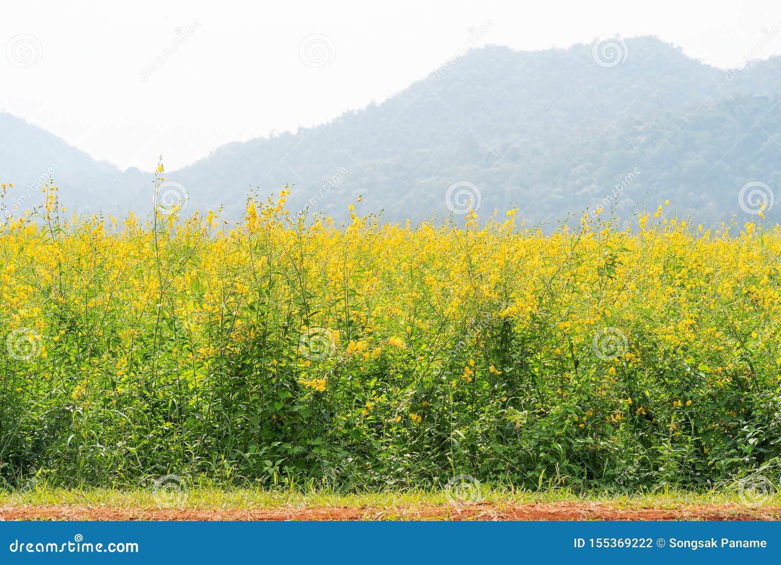 Sunn Hemp Flower Growing In A Garden On White Isolated Background Stock ...