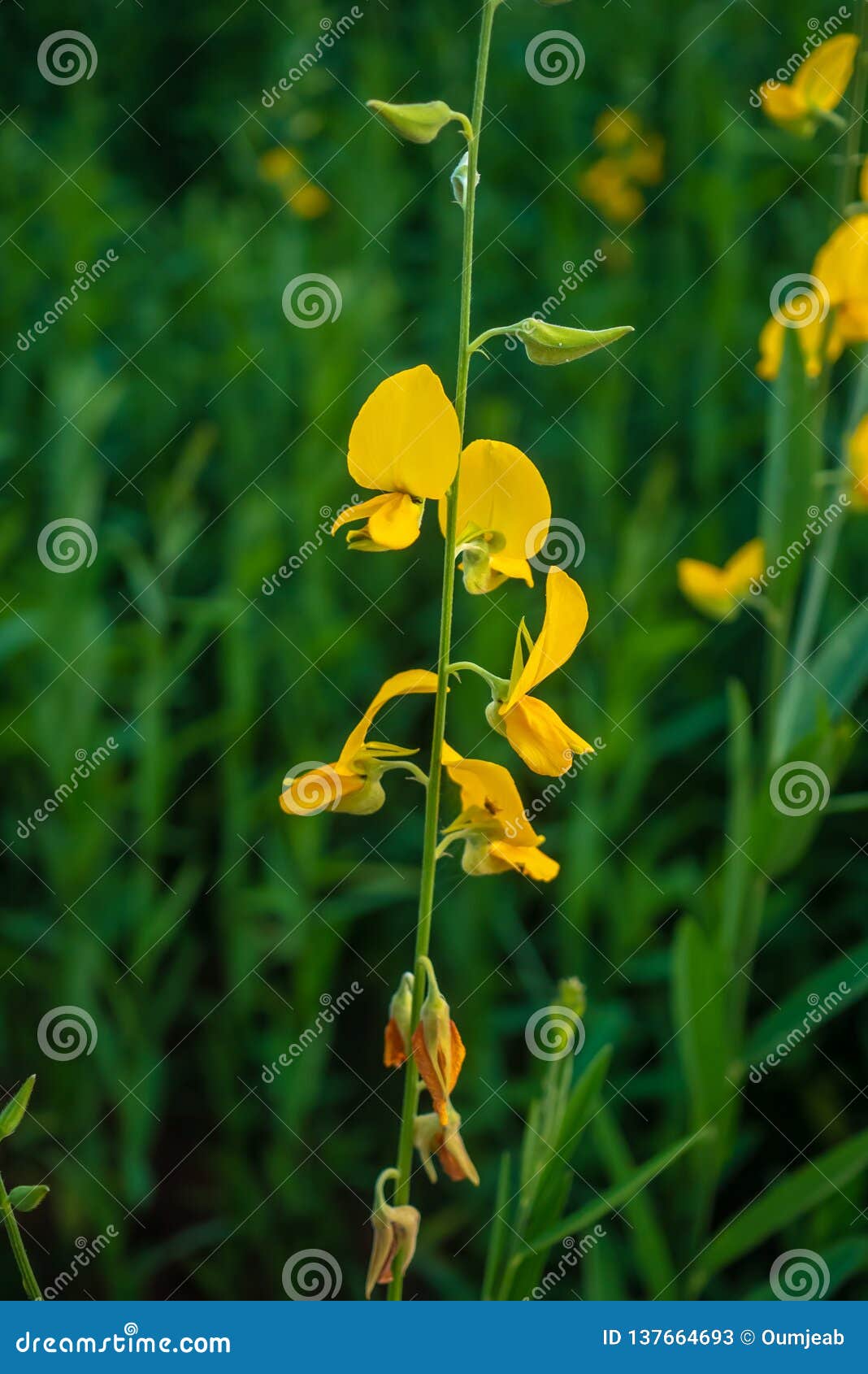 Sunn Hemp Close Up,green Leaf Stock Image - Image of plant, closeup ...