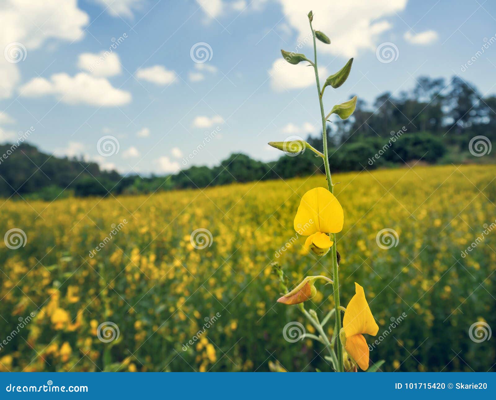 The Sunn Hemp or Crotalaria Juncea in Field Stock Photo - Image of blue ...