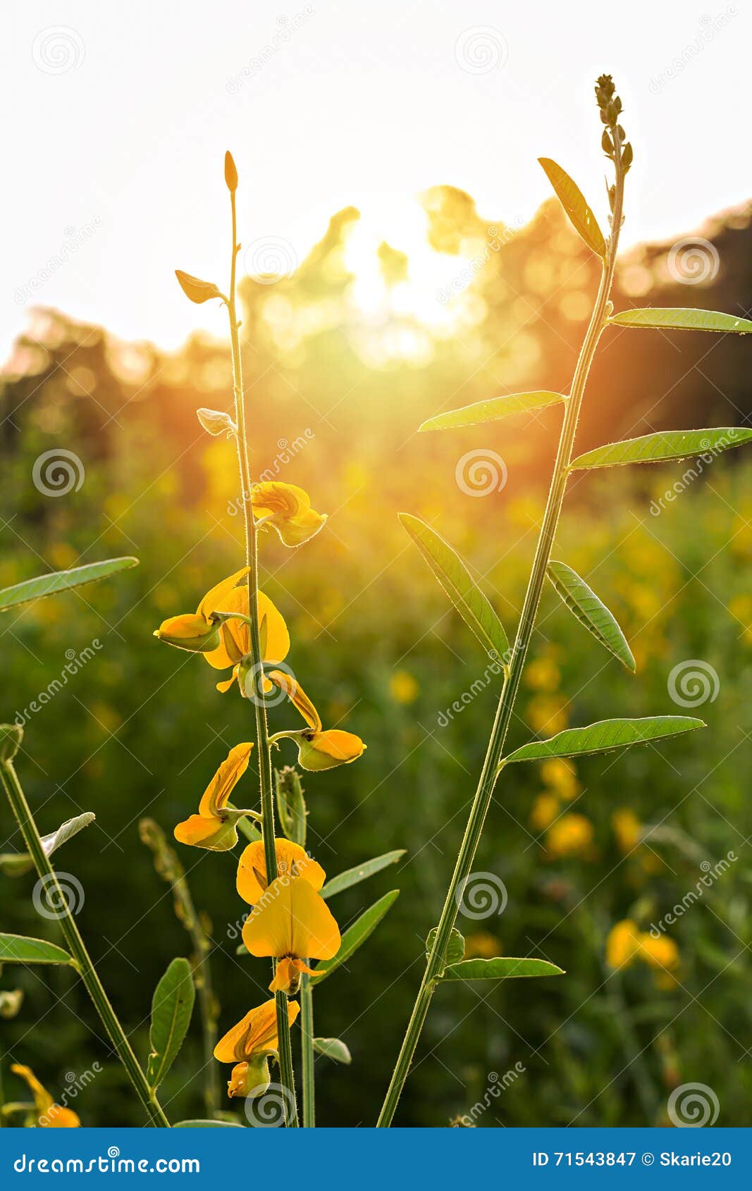 Sunn Hemp (Crotalaria Juncea) Stock Image - Image of juncea, rural ...
