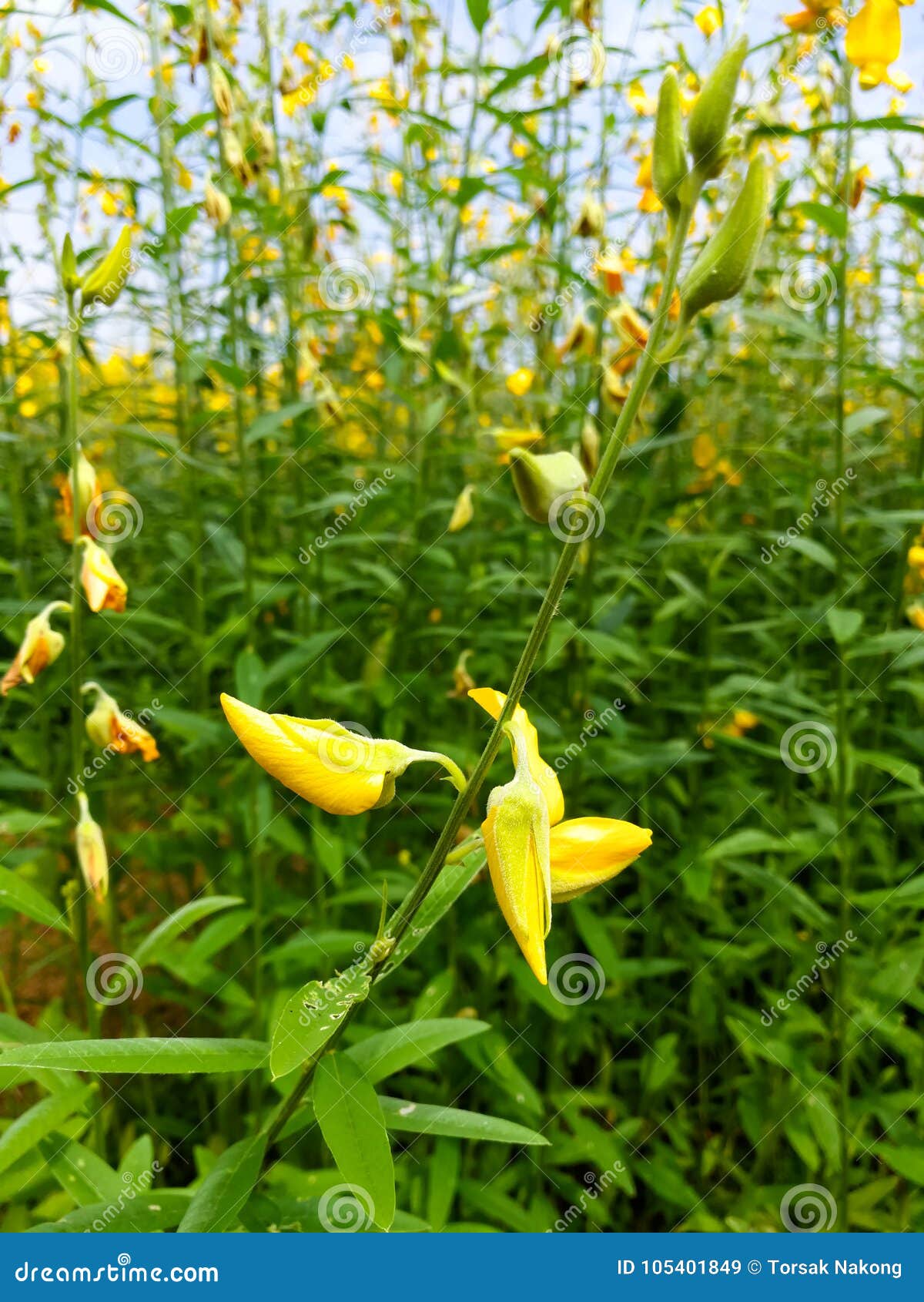 Sunn hemp stock image. Image of flower, yellow, farm - 105401849