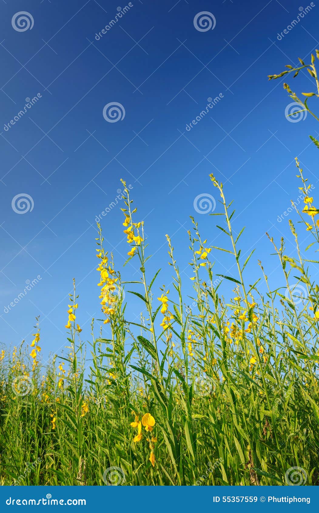 Sunn Hemp Field with Clear Blue Sky. Stock Image - Image of blue, gold ...