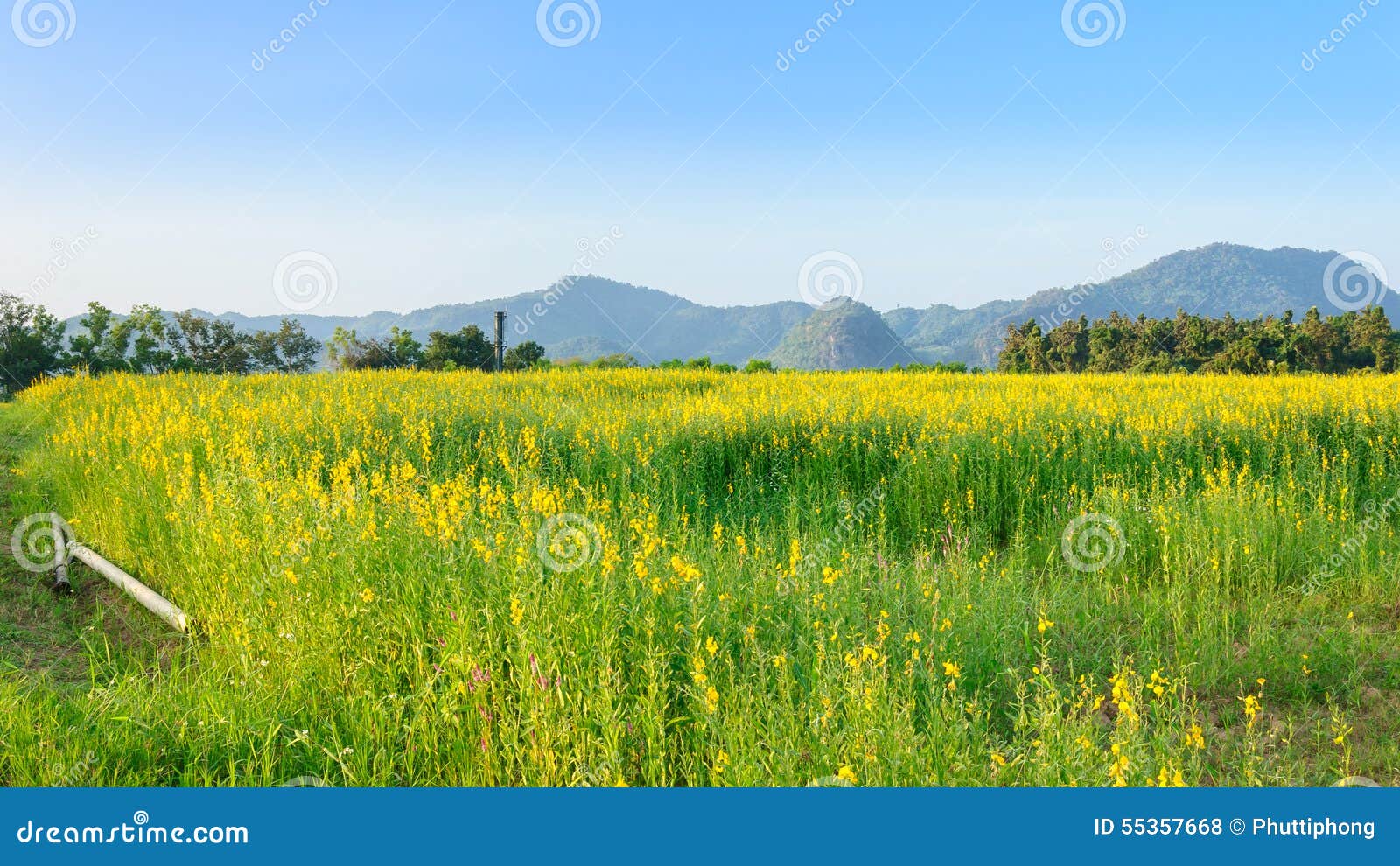 Sunn Hemp Field with Clear Blue Sky. Stock Photo - Image of gold, field ...
