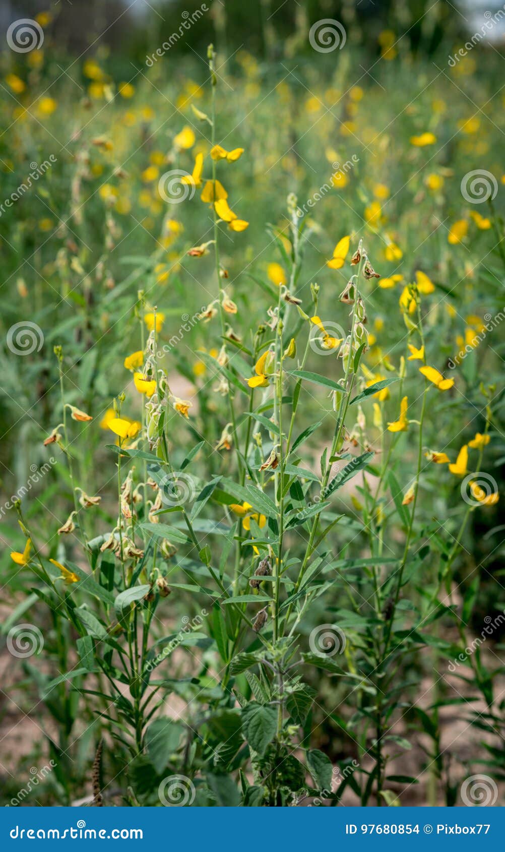 Sunn Hemp Flower Field Blooming Stock Photo - Image of flower, floral ...