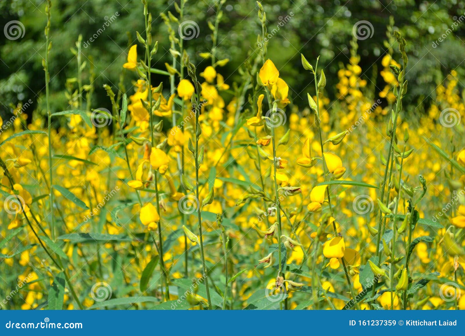 Sunn hemp flower field stock image. Image of sunn, nature - 161237359