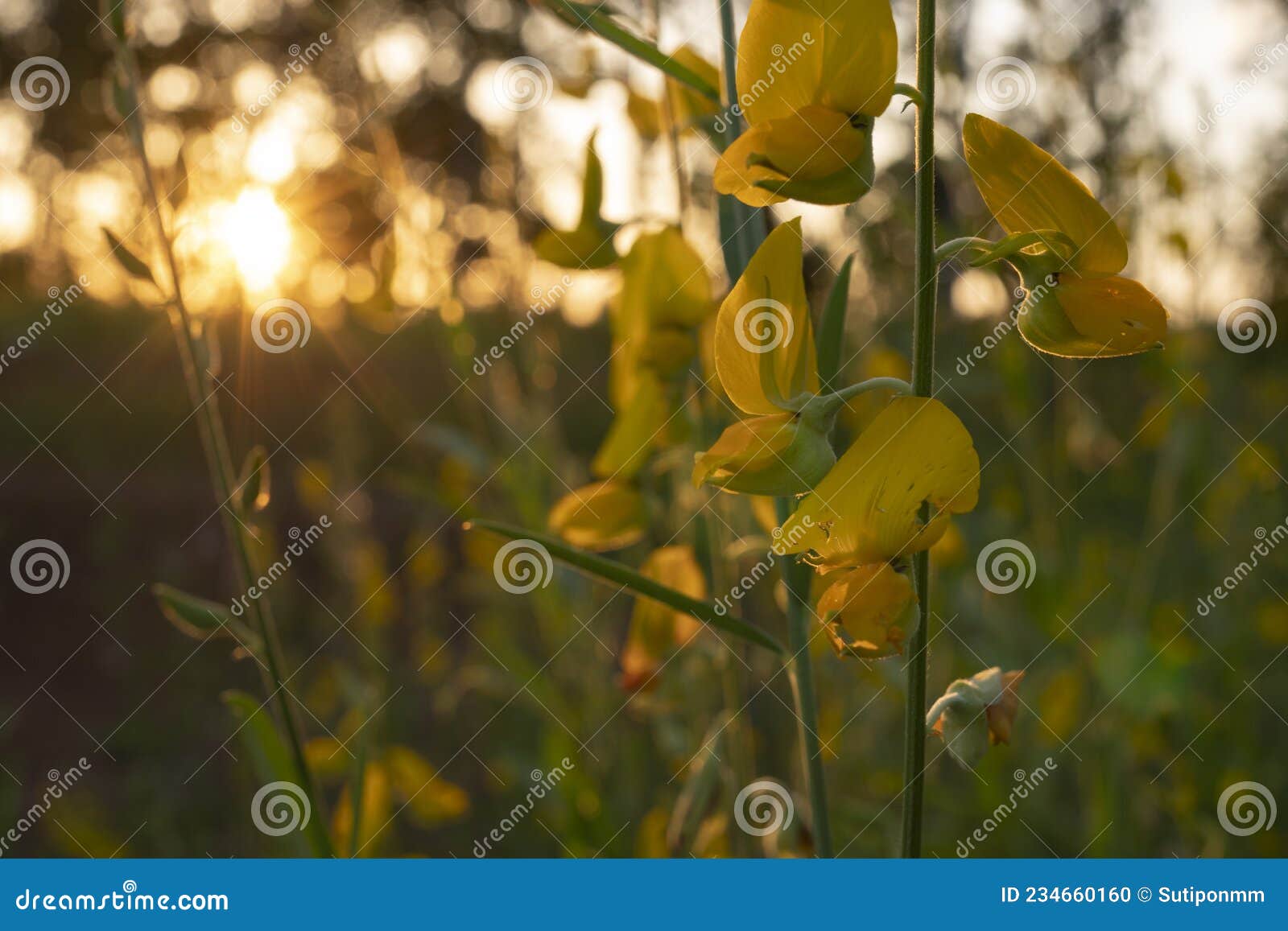 The Sunn Hemp Flower and Sunlight at the Farming Stock Photo - Image of ...