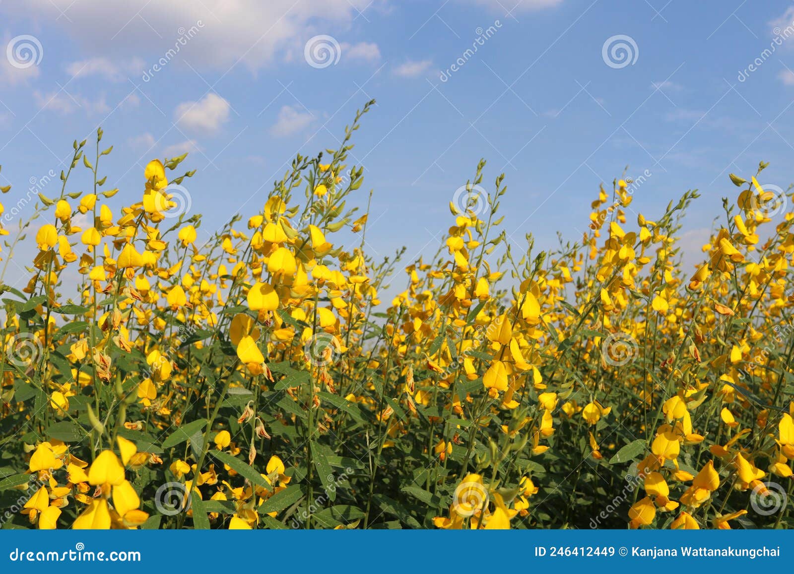Hemp Flowers And Mountain And Sky Background, Trang Stock Photography ...