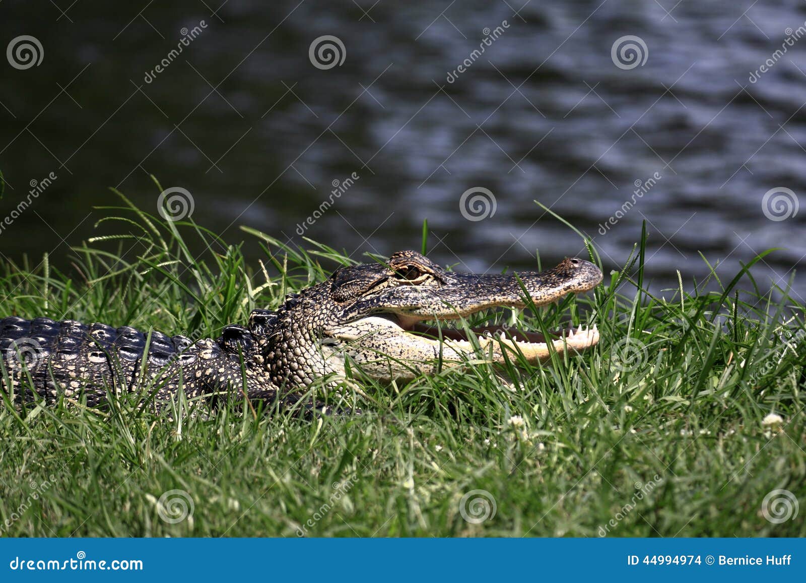 Sunning Alligator stock photo. Image of wild, gator, park - 44994974
