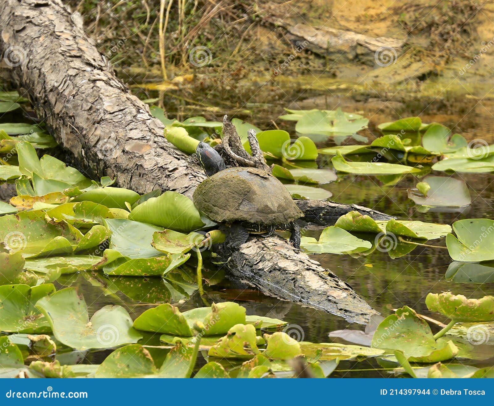 Red Eared Slider Turtle Lily Pond Stock Photo - Image of turtle, pond ...