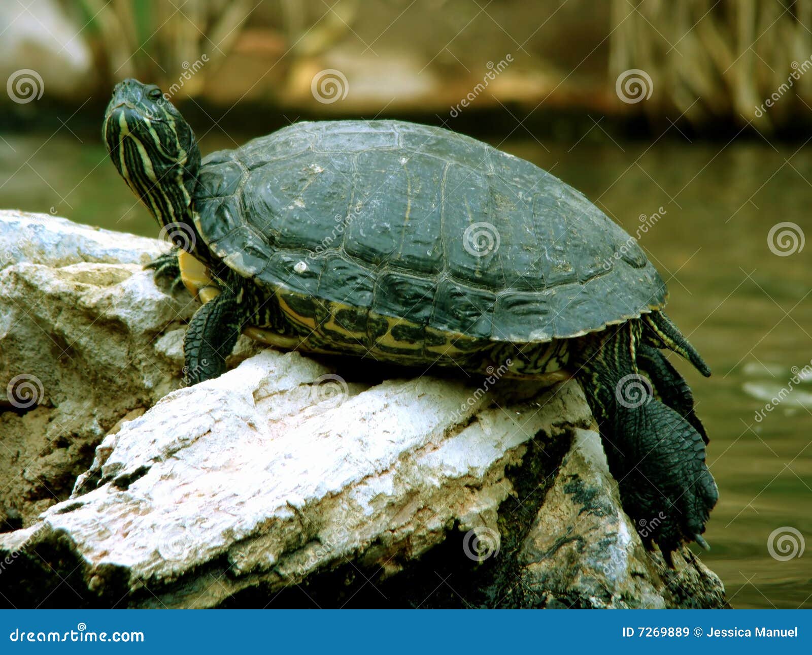 Sunning Turtle on Rock stock image. Image of green, neck - 7269889