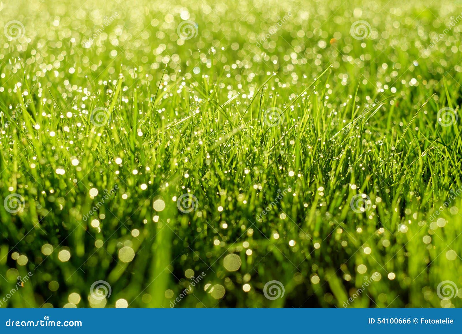 Sunny Abstract Green Nature Background. Selective Focus Stock Photo ...