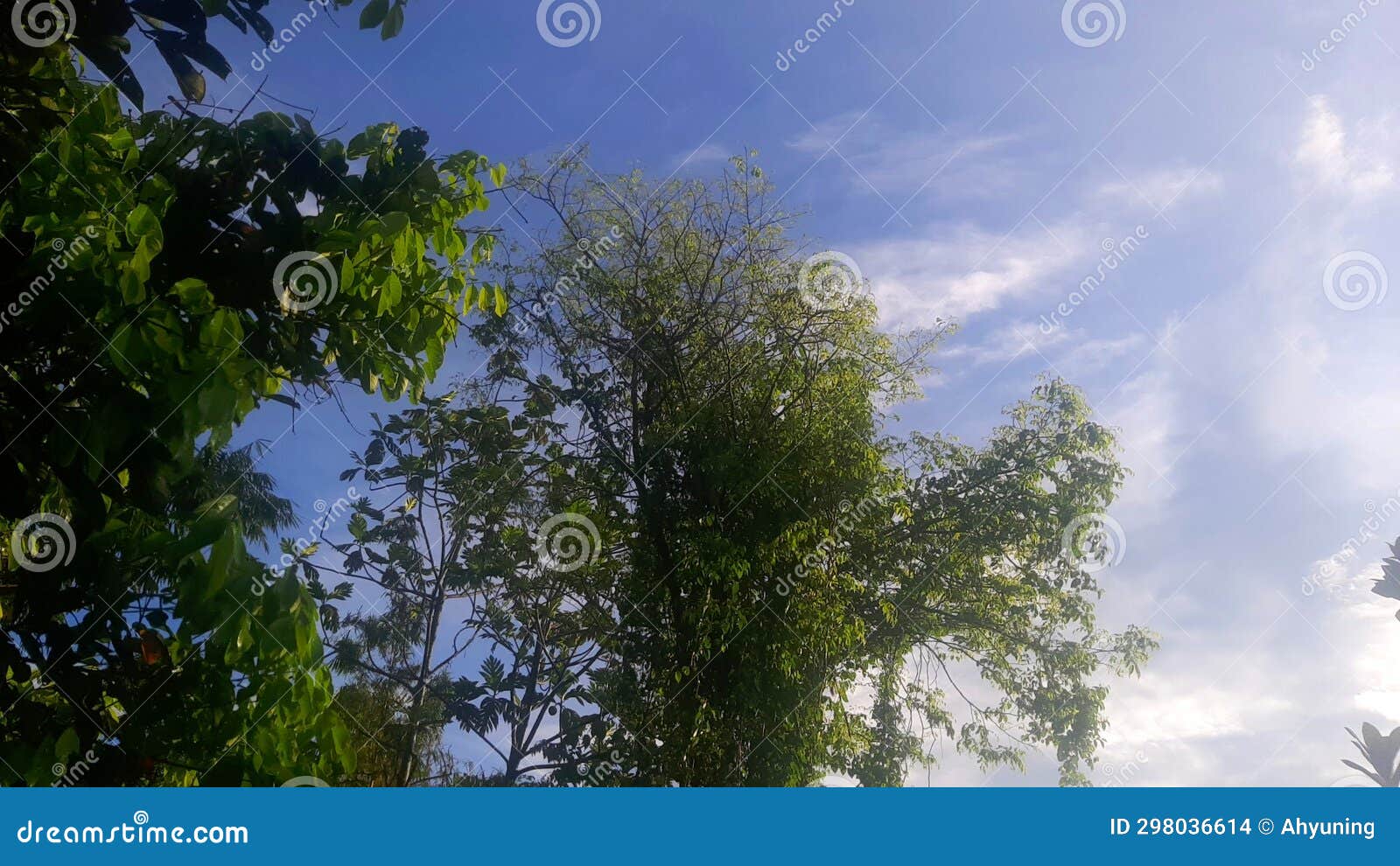 Sunny Afternoon Under Two Big Shady Trees Stock Photo - Image of nature ...