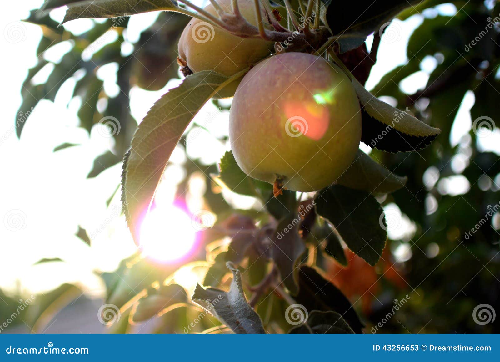 Sunny Apple stock image. Image of basking, green, sunny - 43256653