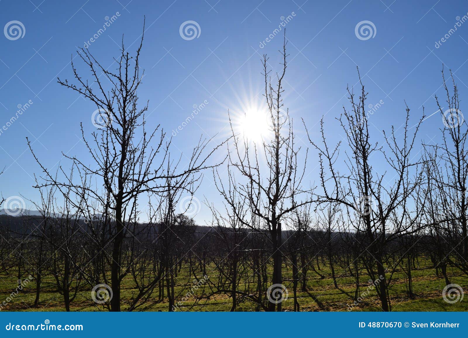 Sunny apple plantation 2 stock photo. Image of atmosphere - 48870670