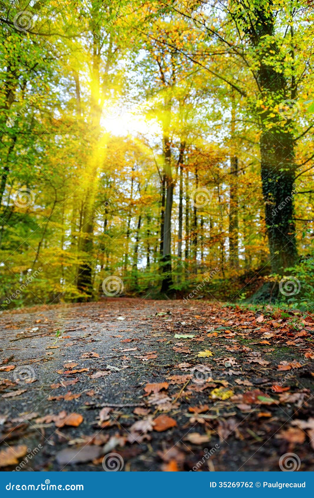 Sunny autumn day stock photo. Image of foliage, light - 35269762