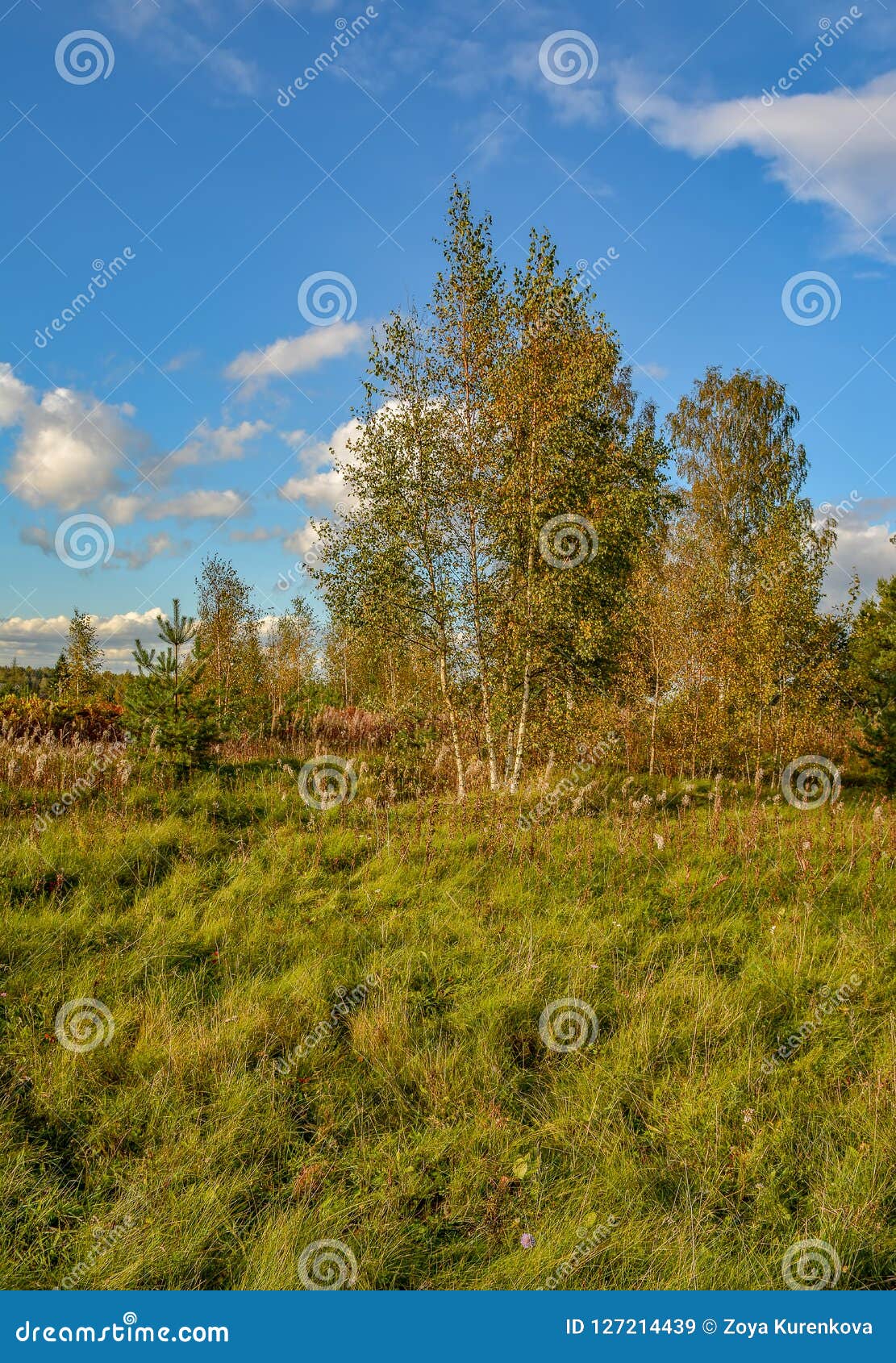 Sunny Autumn Evening in the Country.Shadows from the Setting Sun Stock ...