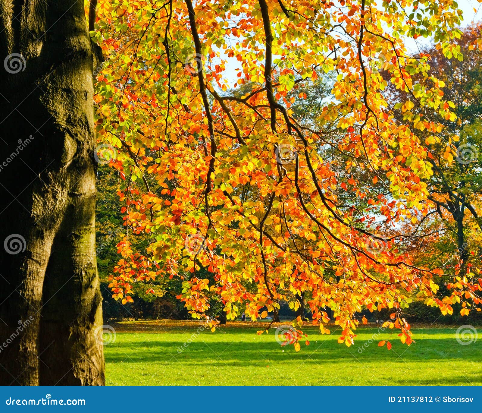 Sunny autumn foliage stock photo. Image of nature, rural - 21137812