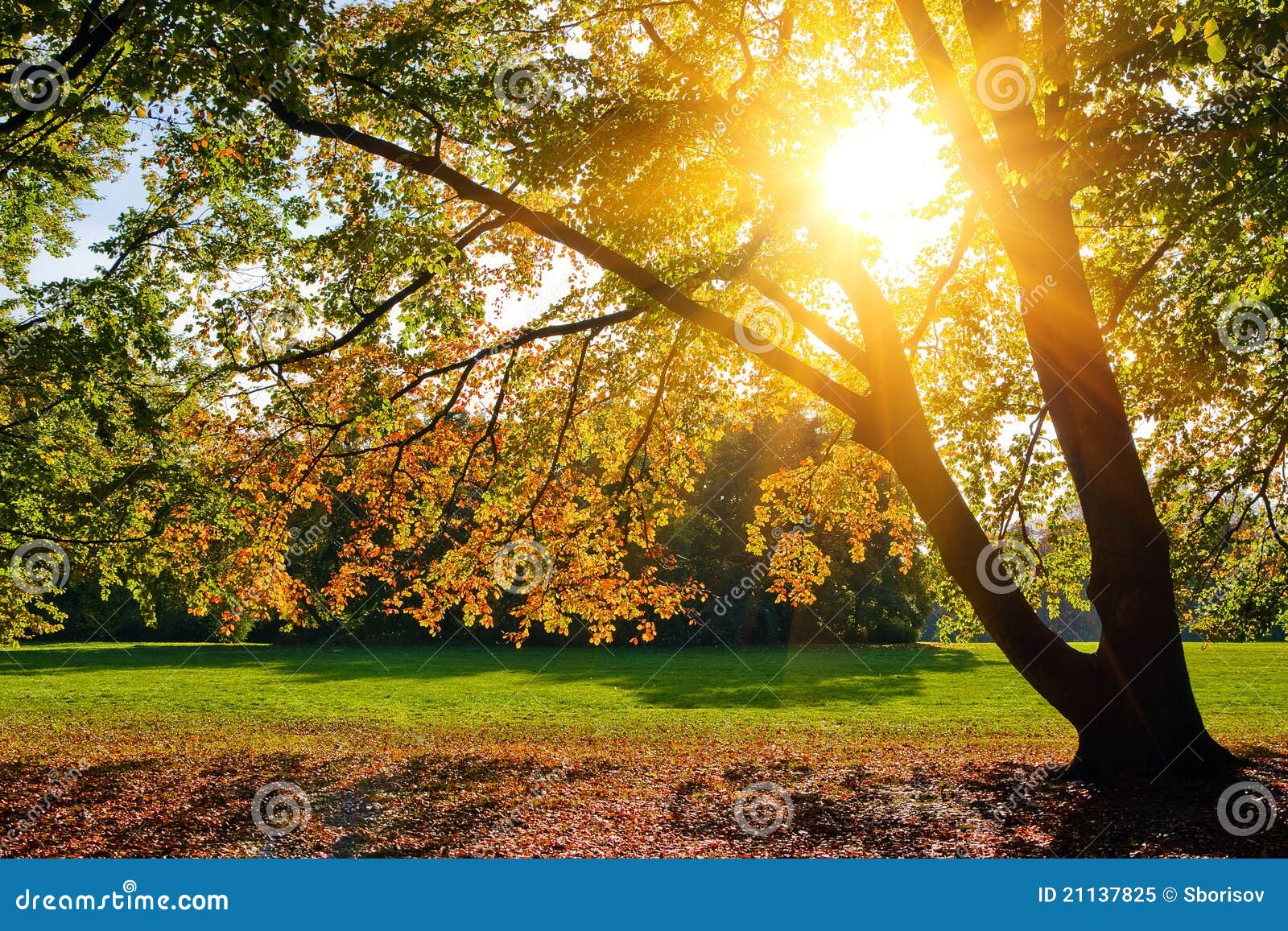 Sunny autumn foliage stock image. Image of vibrant, outdoors - 21137825