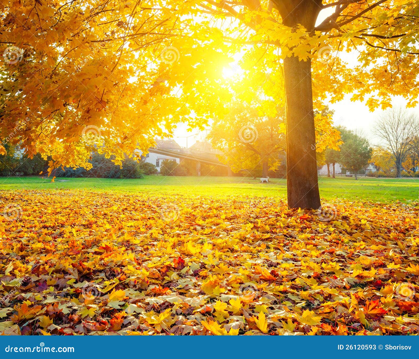 Sunny autumn foliage stock image. Image of foliage, sunlight - 26120593