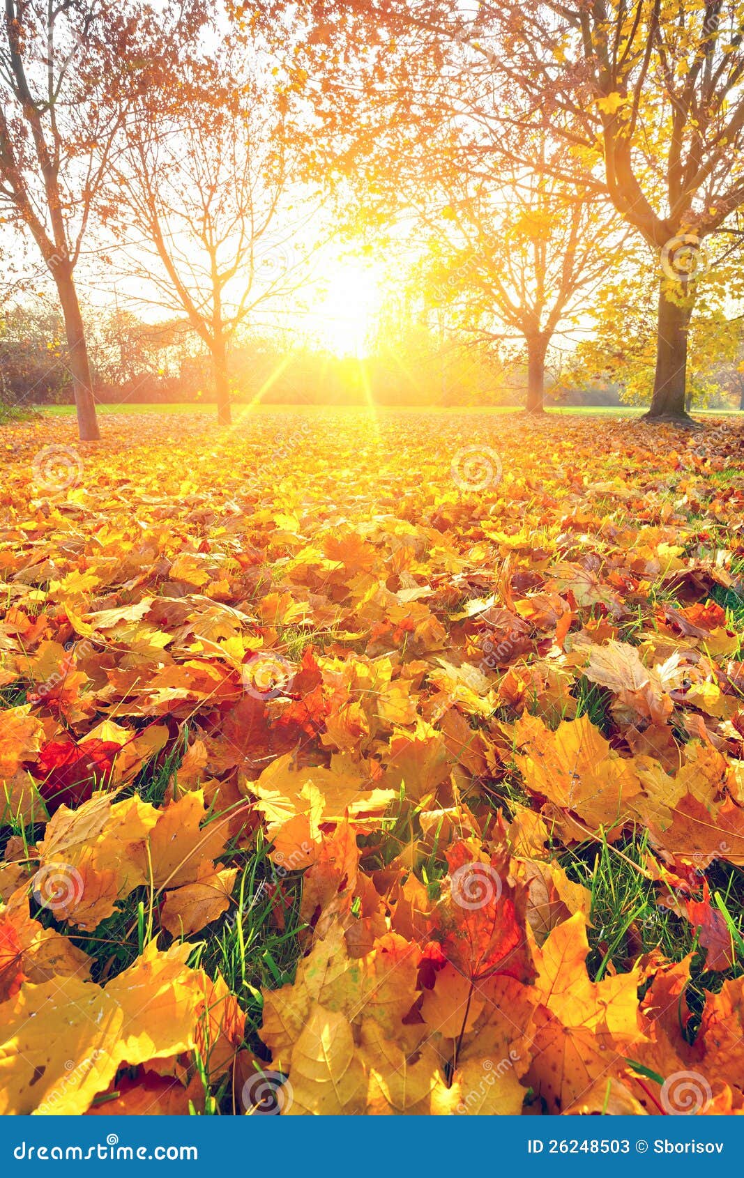 Sunny autumn foliage stock image. Image of orange, forest - 26248503