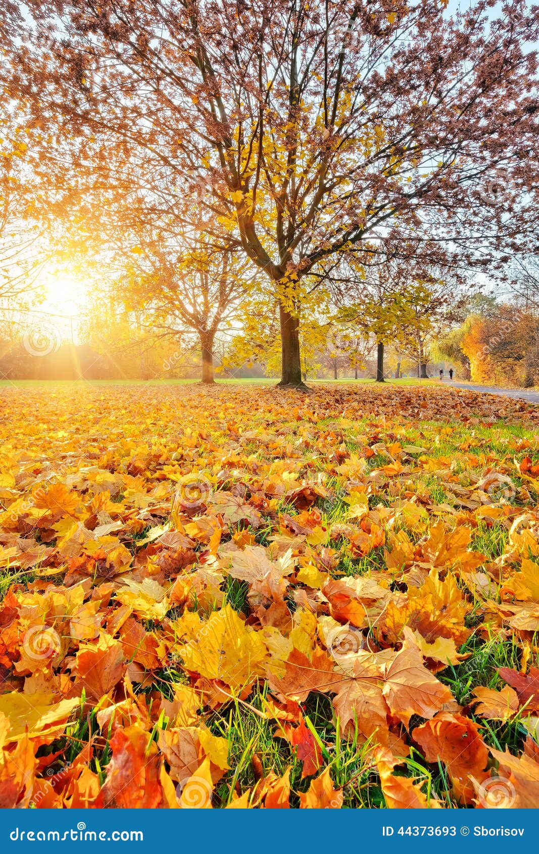 Sunny autumn foliage stock image. Image of colorful, maple - 44373693