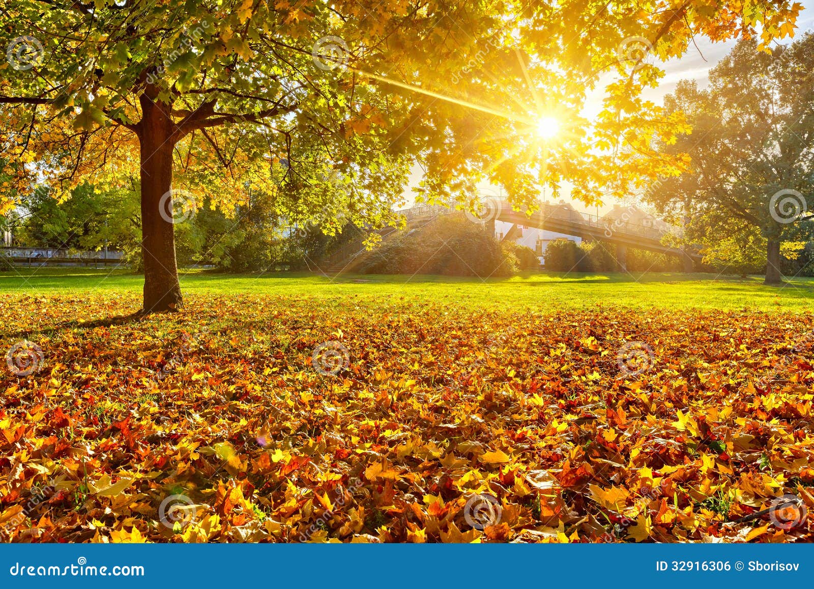 Sunny autumn foliage stock photo. Image of sunlight, grass - 32916306
