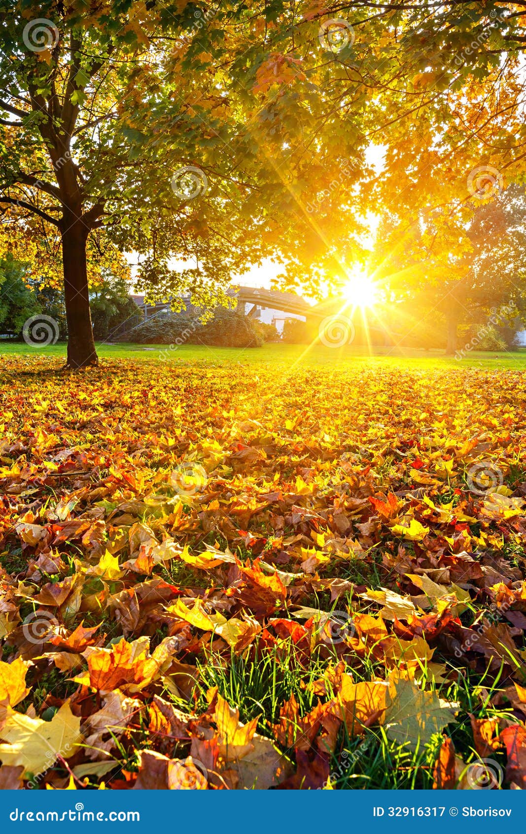 Sunny autumn foliage stock image. Image of scenics, rays - 32916317