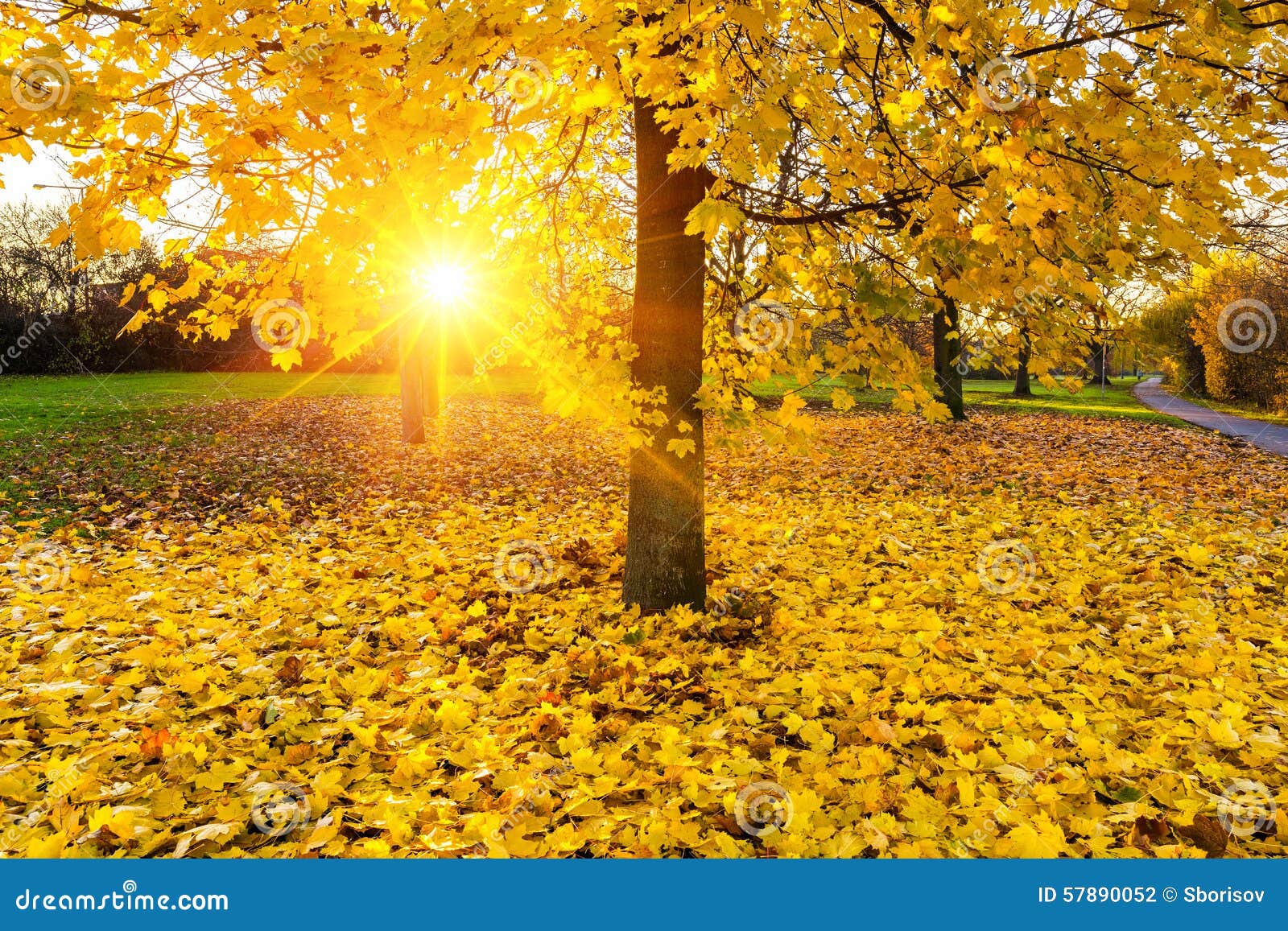 Sunny autumn foliage stock photo. Image of season, plant - 57890052