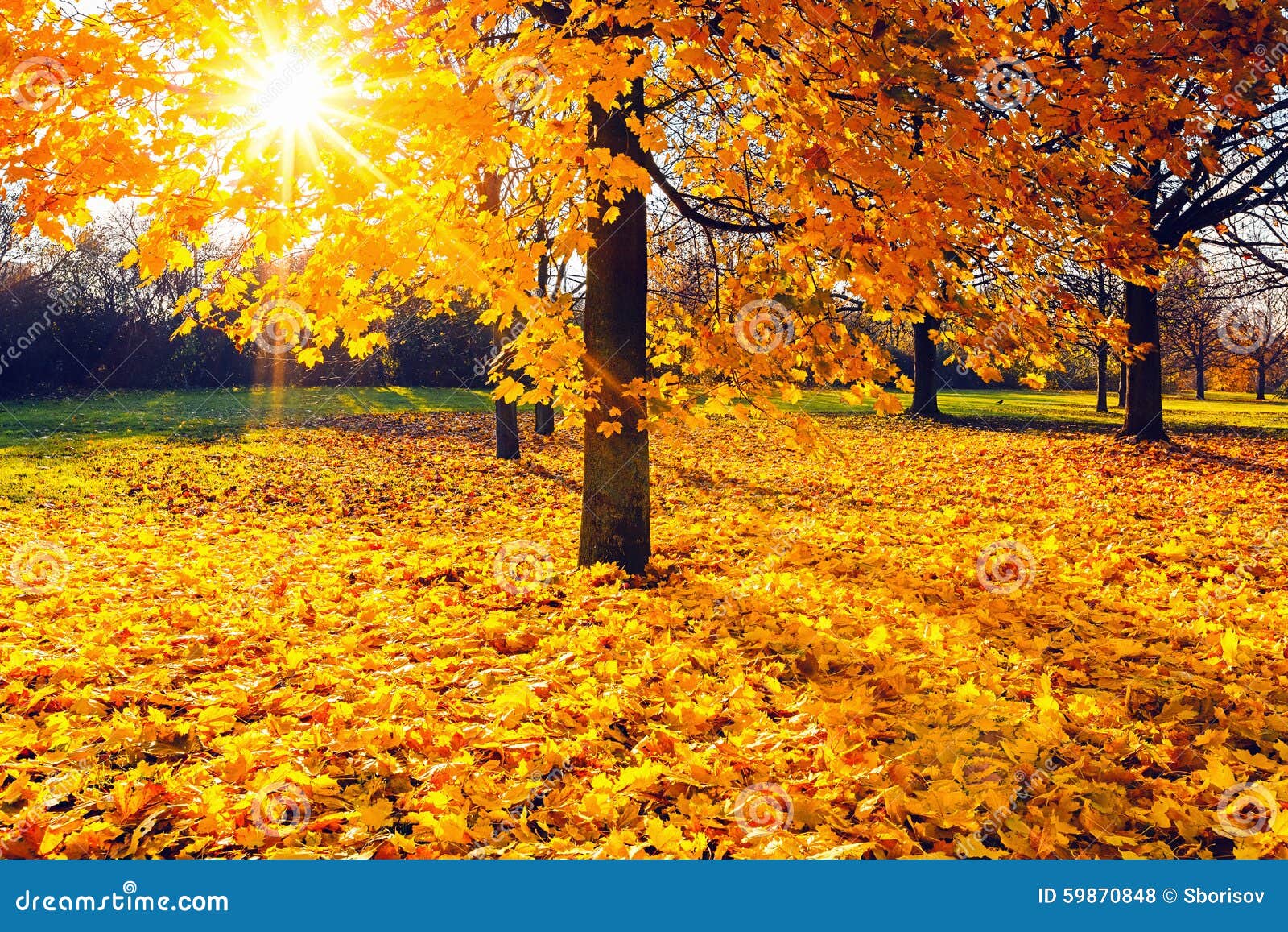 Sunny autumn foliage stock photo. Image of environment - 59870848