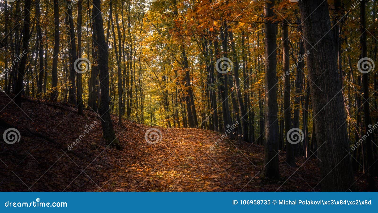 Sunny Autumn Forest Path stock image. Image of path - 106958735
