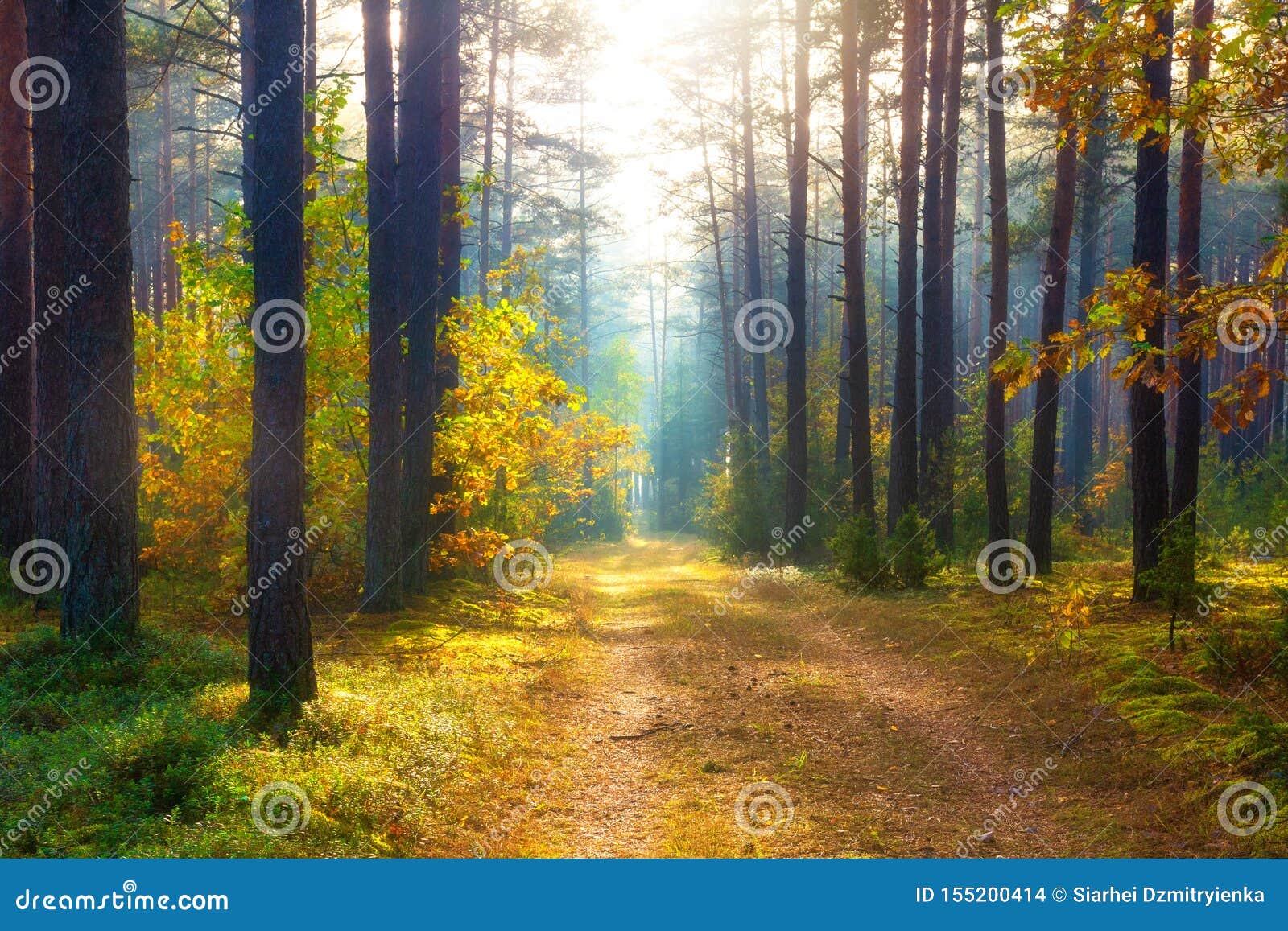 Sunny Autumn Forest. Scenery Forest. Fall. Trees in Sunlight Stock ...