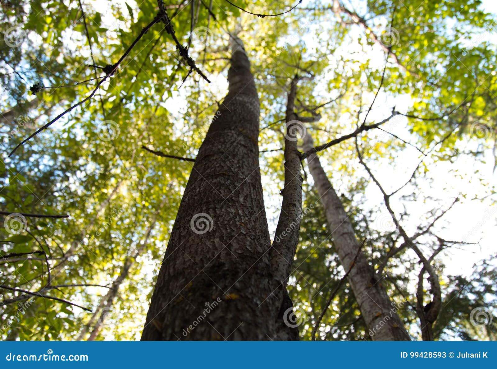 Tree in Rich Green Color from Upward Perspective Stock Image - Image of ...