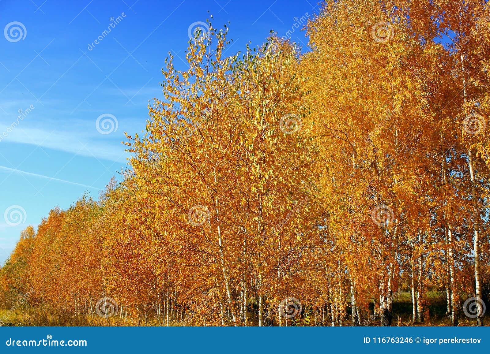 Sunny Autumn Landscape, View of Trees Against Stock Photo - Image of ...
