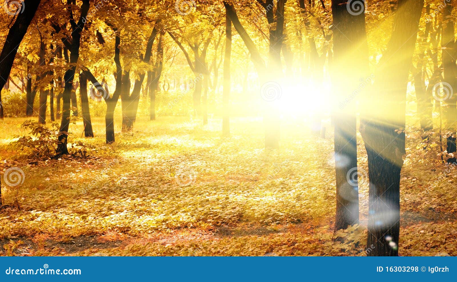 Sunny autumn morning stock photo. Image of sunrise, sunshine - 16303298