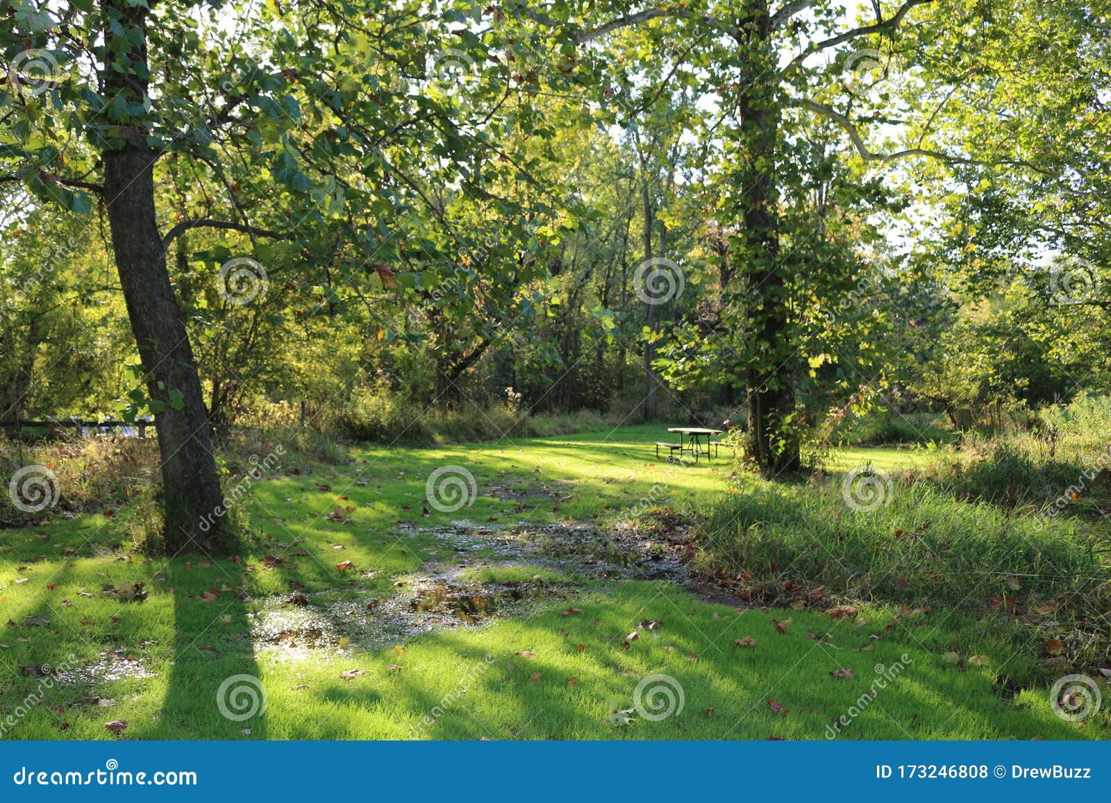 Sunny Autumn Morning Forest Glade Stock Photo - Image of green, path ...