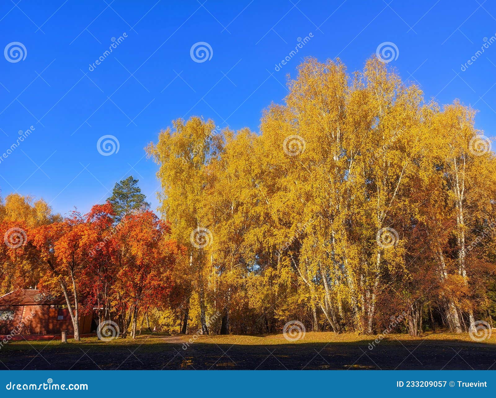 Sunny Autumn Morning stock image. Image of yellow, trees - 233209057