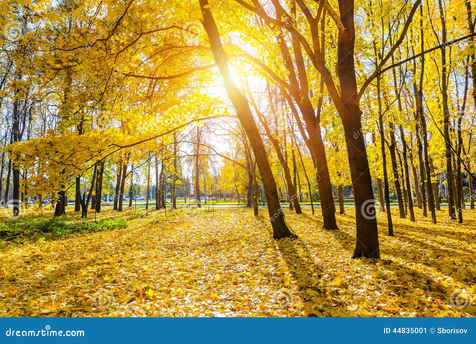 Sunny autumn park stock image. Image of rays, outdoors - 44835001