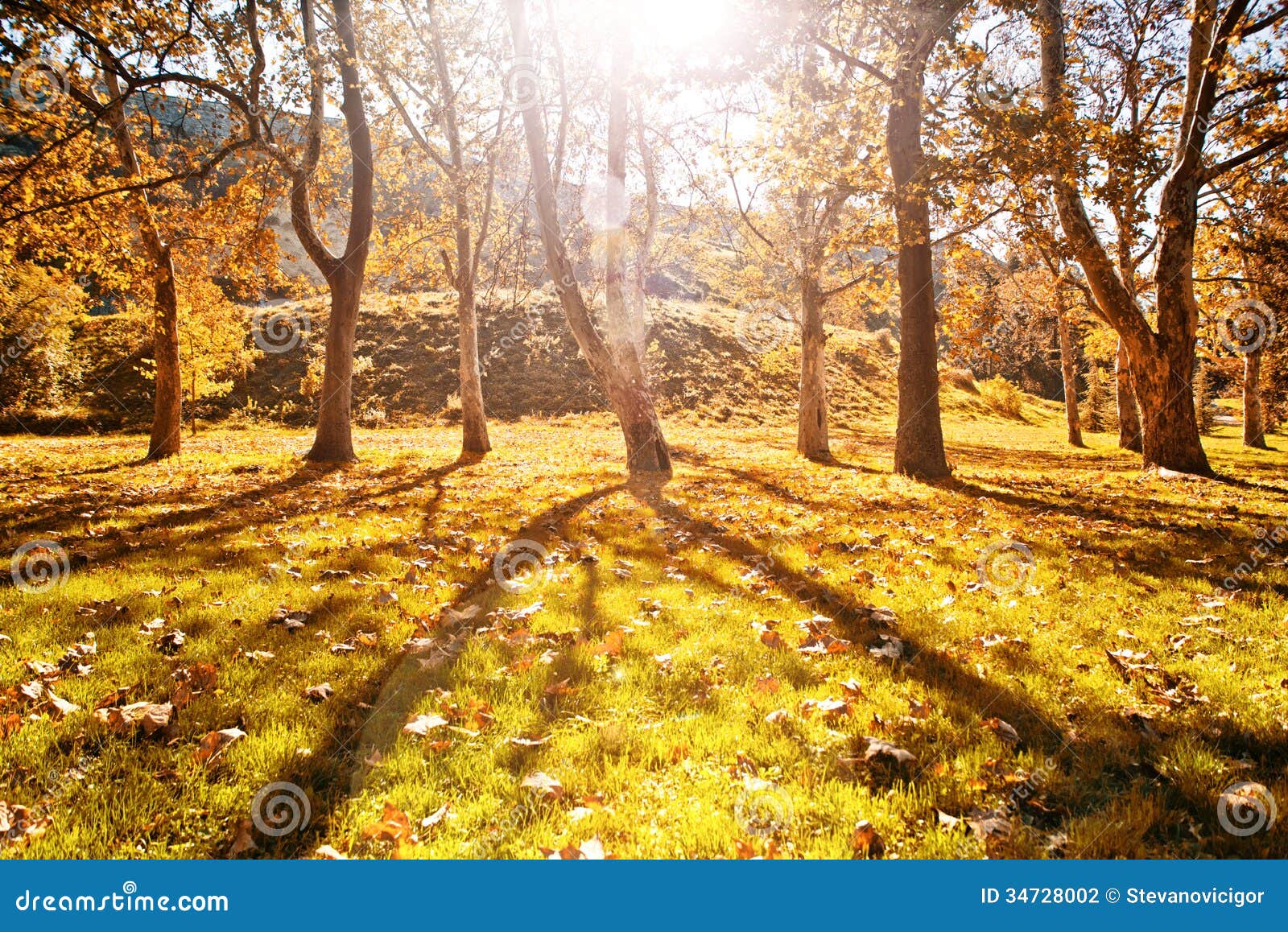 Sunny Autumn Park with Yellow Leaves on the Ground Stock Photo - Image ...