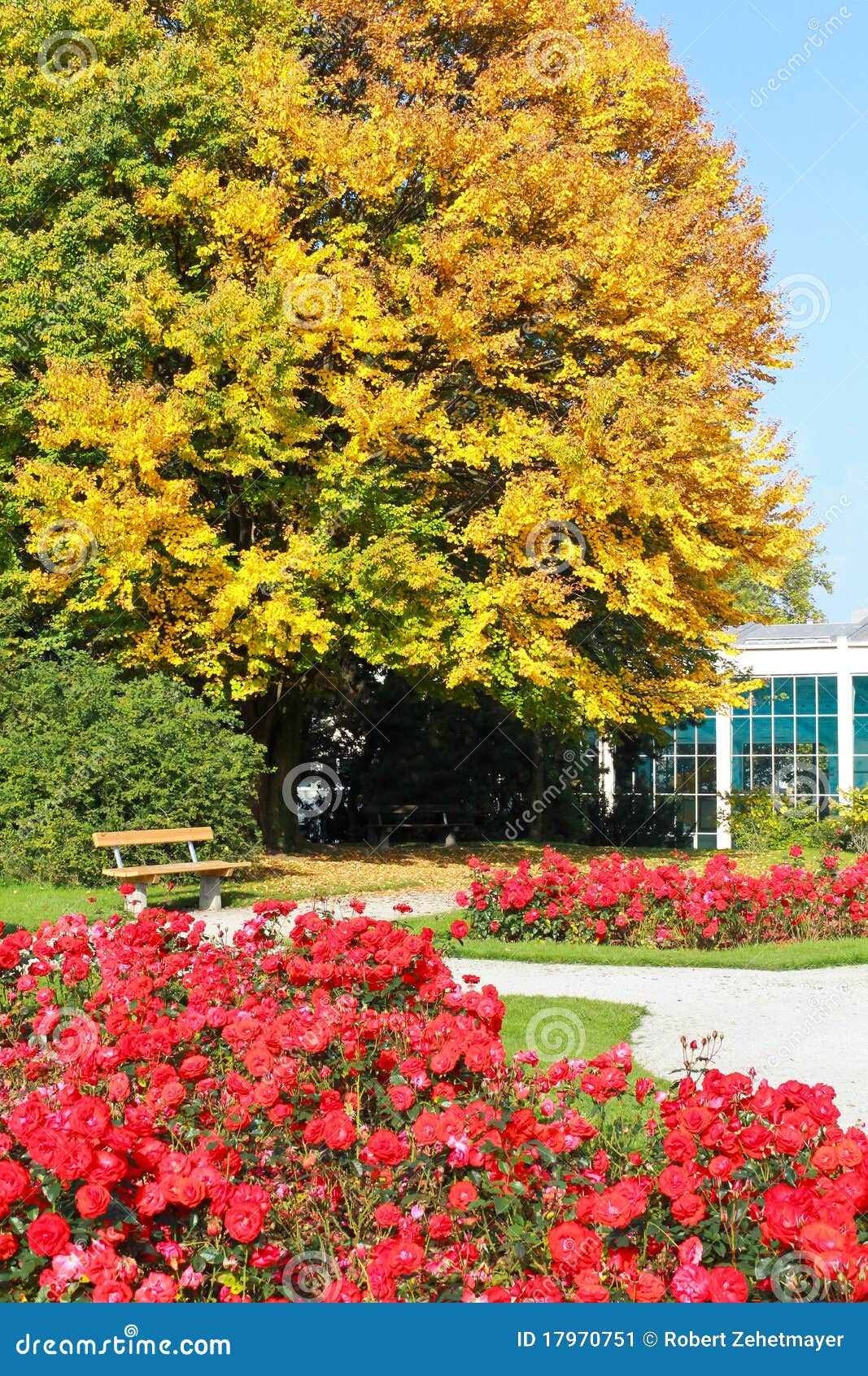 Sunny autumn scene stock image. Image of bright, green - 17970751