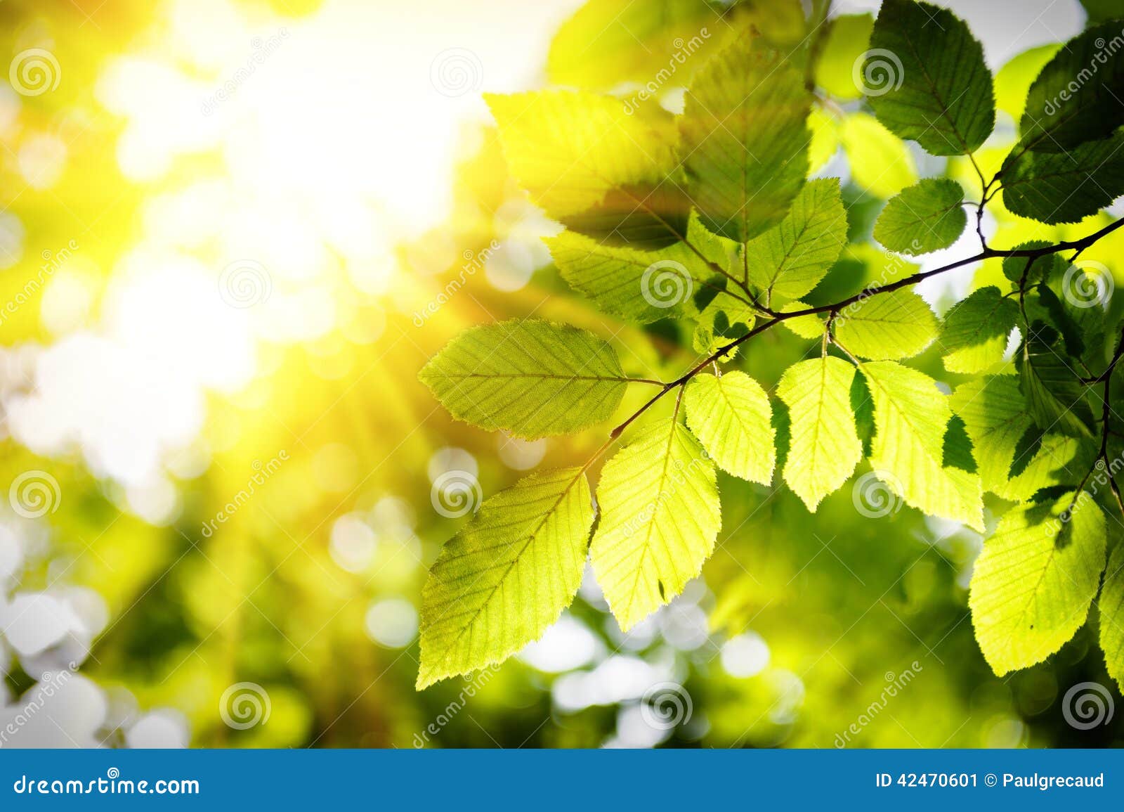 Sunny Background with Green Leaves Stock Image - Image of rural, bush ...