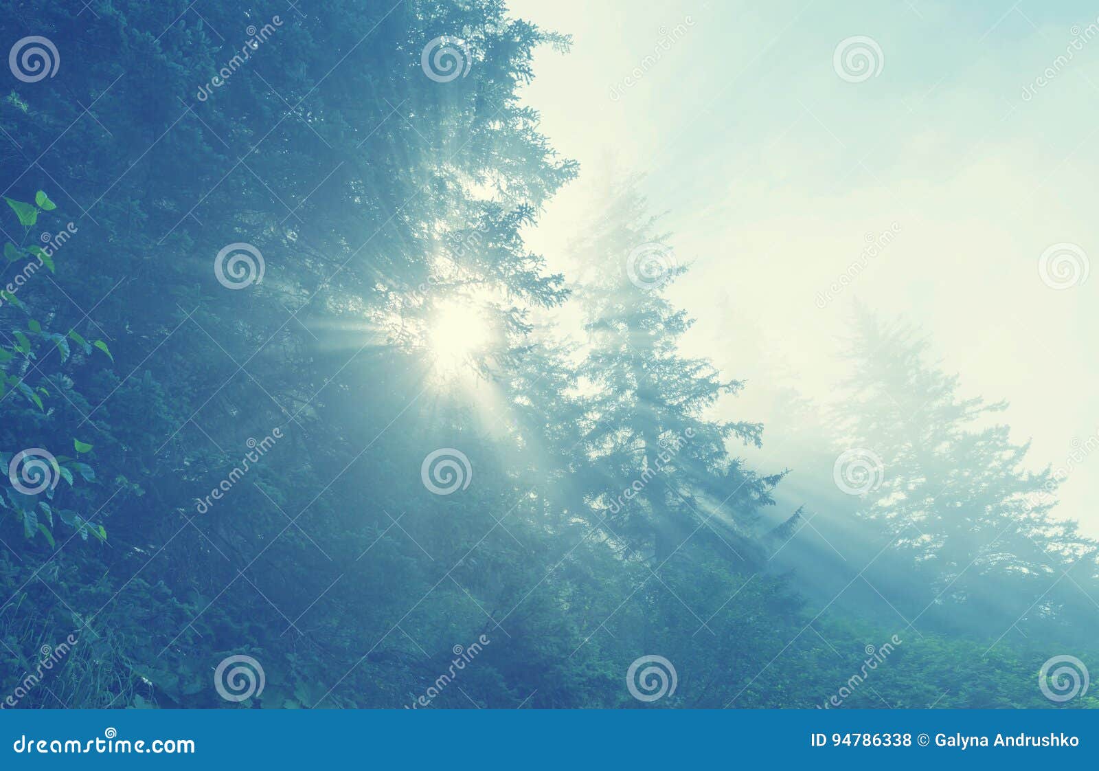 Sunny beams stock photo. Image of environment, dawn, mist - 94786338