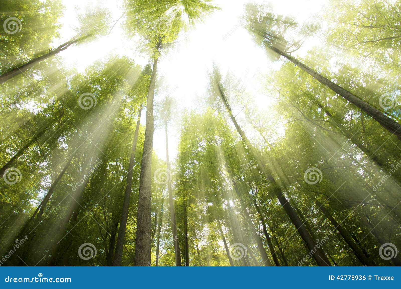 Sunny beams in forest stock photo. Image of light, natural - 42778936