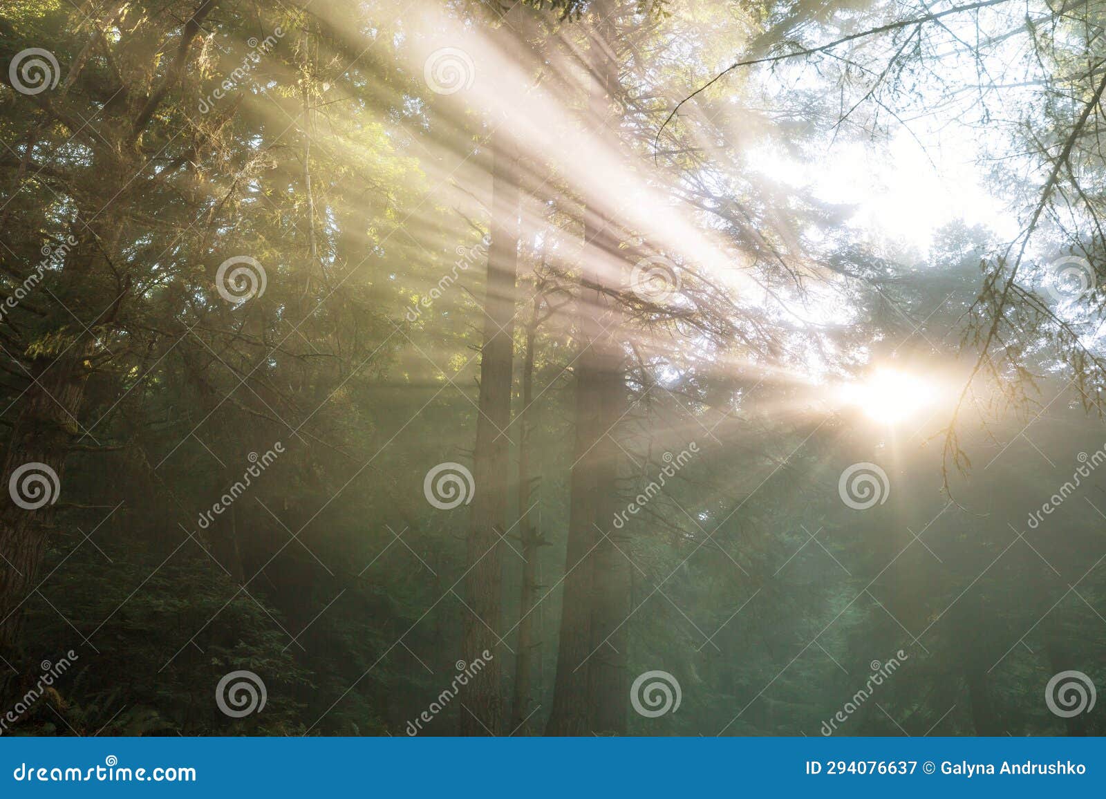 Sunny beams stock image. Image of scenic, forest, rays - 294076637
