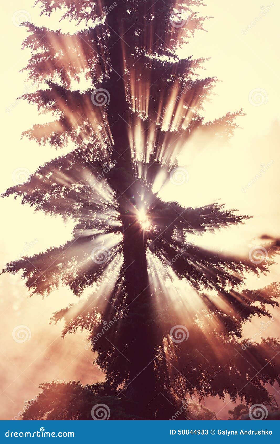 Sunny beams stock image. Image of light, daylight, fresh - 58844983